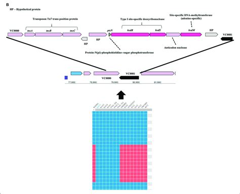 genomic islands that are uniquely present in both korean and download scientific diagram