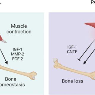 Schematic Overview Of Prospective Exercise Mimicking Drug Molecular