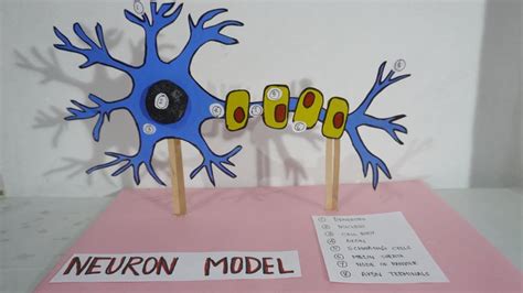 Neuron 3D Model Project Neuron Structure Model Project How To Make