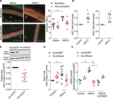 Fibroblast Nox2 NADPH Oxidase 2 Regulates ANG II Angiotensin II