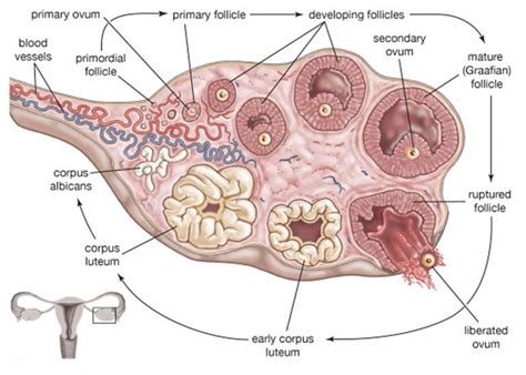 Ovaries Function Location Hormones Produced What Control It