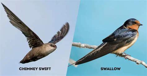 Chimney Swift Vs Swallow Which Bird Is In Your Neighborhood The