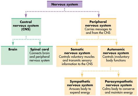 Nervous System Divisions Chart