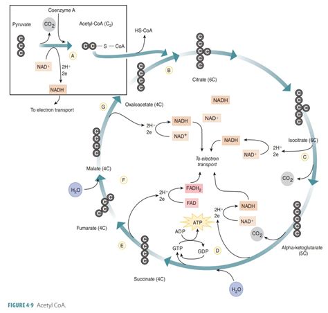 Metabolic Pathways Diagram