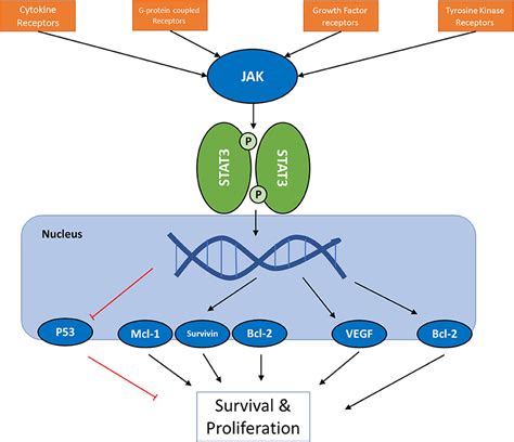 Frontiers Do We Know Jack About JAK A Closer Look At JAK STAT