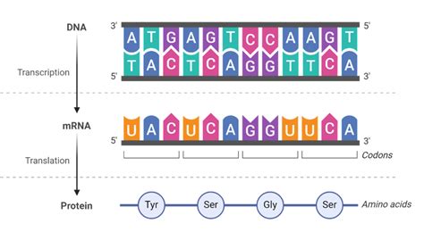 Protein NC DNA Day Blog