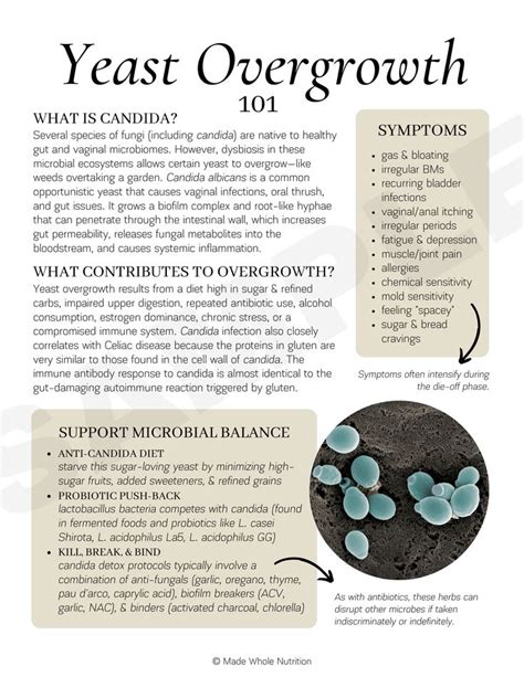 Types Of Sugar Handout Functional Health Research Resources Made