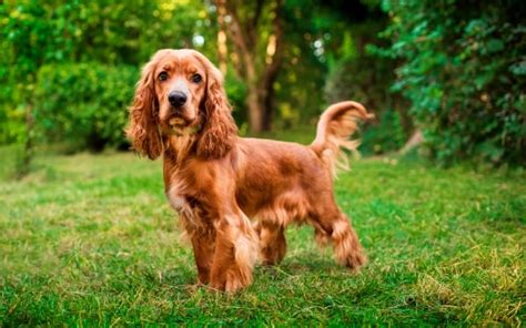 Englischer Cocker Spaniel Alles Wissenswerte über diesen Hund mit