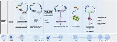 Frontiers Post Translational Modifications In Oocyte Maturation And