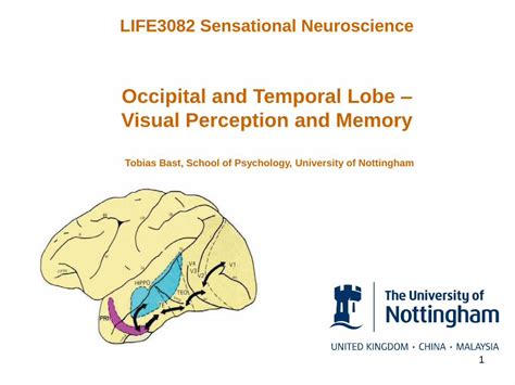 pdf occipital and temporal lobe visual perception and memory dokumen tips