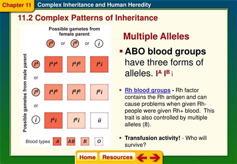 Ppt Section Basic Patterns Of Human Inheritance Powerpoint