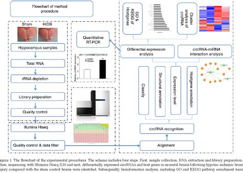 Figure 1 From Circular RNA Expression Profiles In Neonatal Rats
