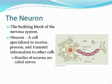 The Neuron Building Block Of The Nervous System