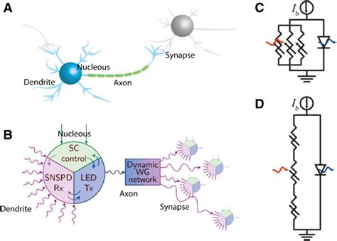neuromorphic computing with snspds a simplified scheme of a neuron download scientific