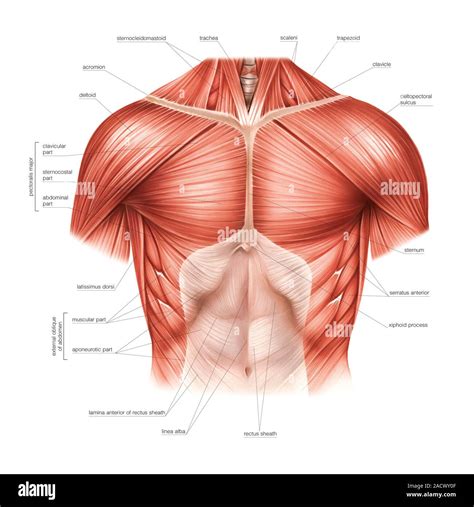 Illustrazione Dei Muscoli Del Torace Questo Anteriore Vista