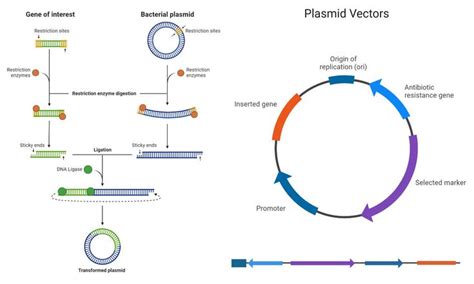 An Overview Of Gene Cloning