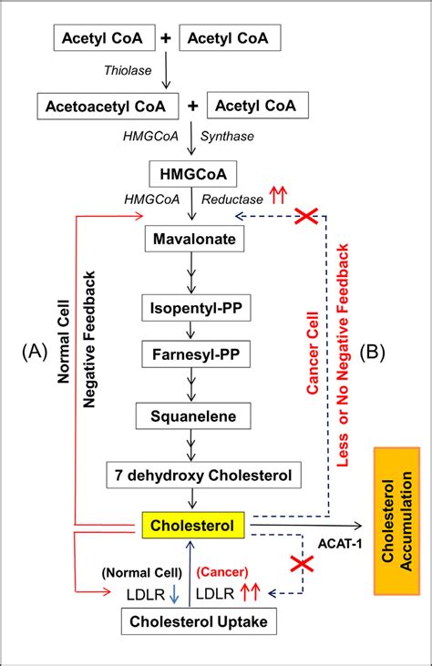 Cholesterol Biosynthesis Pathway And Its Feedback Mechanism