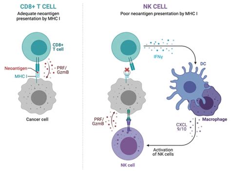 Immune Response Definition Types Examples I NotesBard