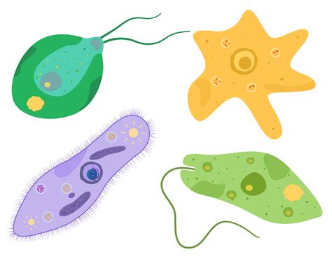 Protist Characteristics Read Biology CK 12 Foundation