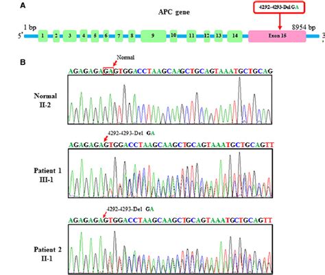 Adenomatous Polyposis Coli APC Gene Structure And Partial DNA