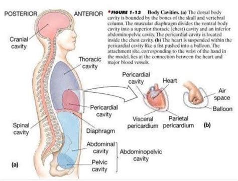 INTRODUCTION TO HUMAN ANATOMY PHYSIOLOGY Bmlt Dmlt 1year In 2023