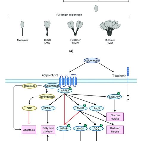 A Adiponectin Structure And Isoforms B Simplified Adiponectin