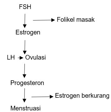 Berikut Ini Diagram Siklus Menstruasi Dari