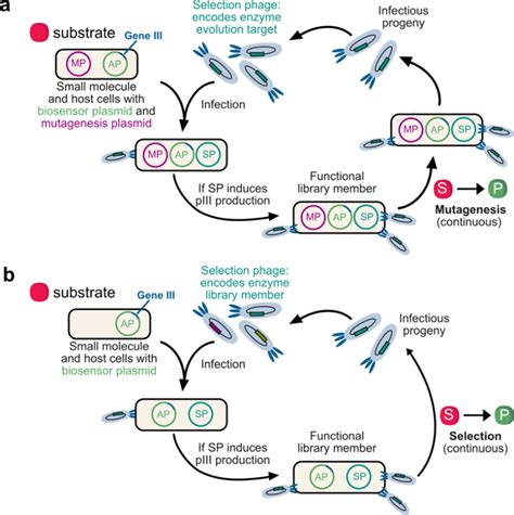 in vivo continuous evolution approaches can be far faster than download scientific diagram