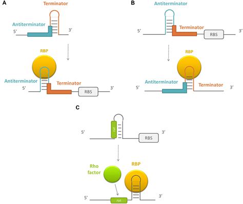 Frontiers RNA Binding Proteins Involved In Post Transcriptional