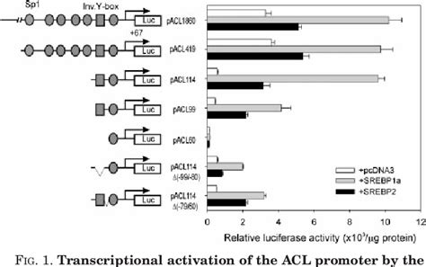Figure 1 From The Roles Of Sterol Regulatory Element Binding Proteins