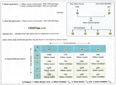 mendelian laws of inheritance monohybrid and dihybrid inheritance cbse tuts
