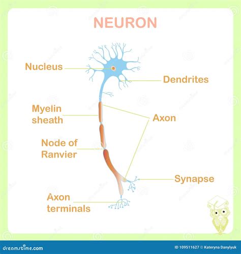 Diagram Of Neuron Anatomy Stock Vector Illustration Of