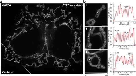 Live Cell STED Nanoscopy Of Mitochondrial Cristae Scientific Reports