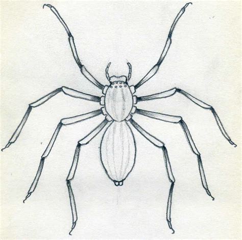 Spider Pencil Drawing