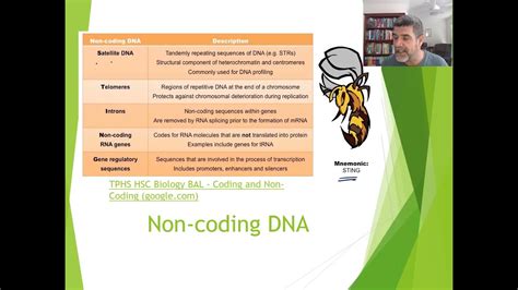 GC 7 Coding And Non Coding DNA YouTube