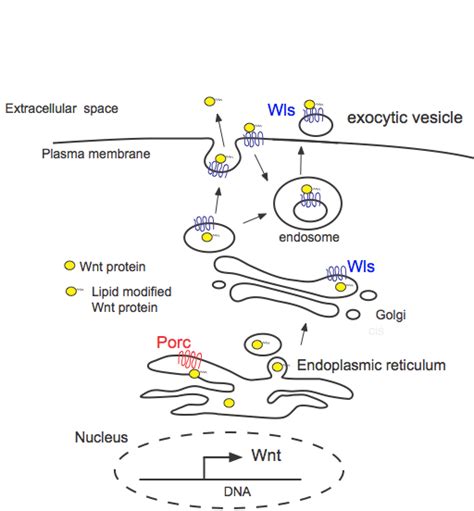 Secretion Of Wnt Proteins The Wnt Homepage
