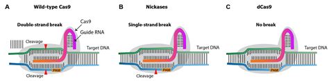 CRISPR Cas Genome Editing Components In C Elegans Encyclopedia MDPI