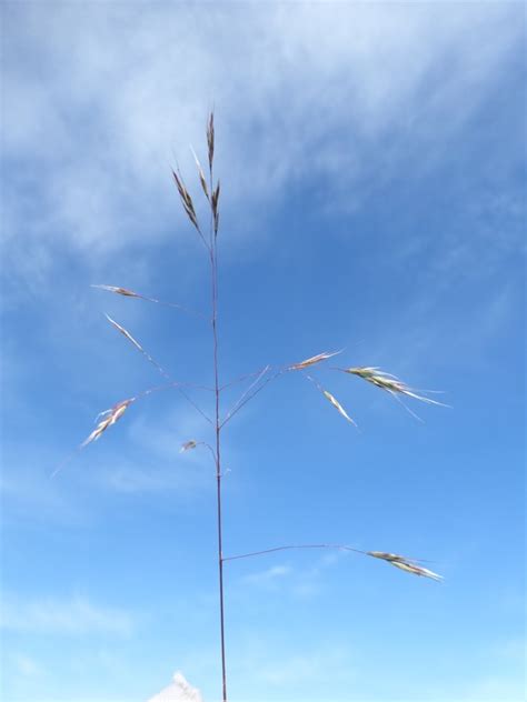 Ventenata Dubia Profile California Invasive Plant Council