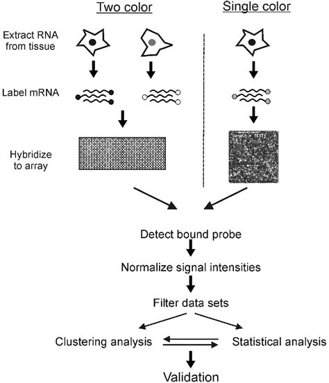 dna microarrays circulation research