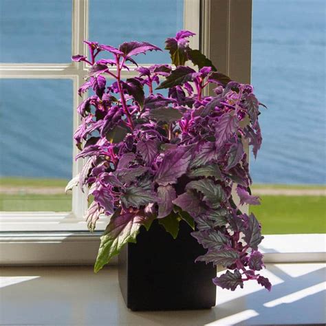 How To Grow Purple Passion Plant Velvet Plant Care Guide