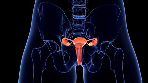 Vagina On A Chip A Breakthrough For Bacterial Vaginosis Research Iflscience