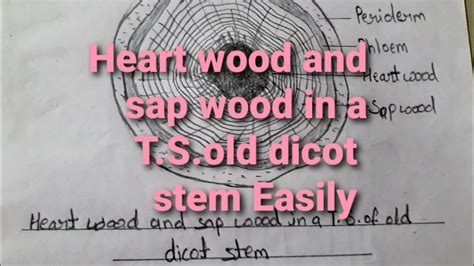 How To Draw Heart Wood And Sap Wood In A T S Of Old Dicot Stem Biology