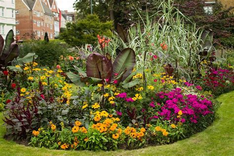 How To Grow And Care For Canna Lilies Gardeners Path