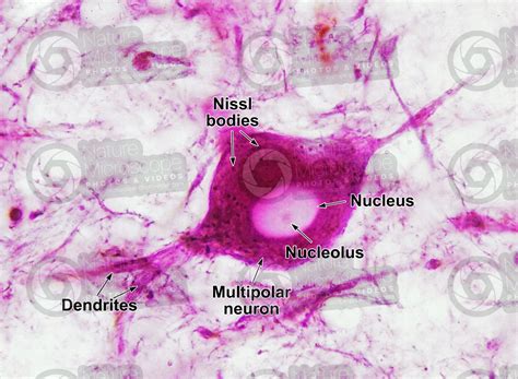 Multipolar Neuron Labeled Under Microscope