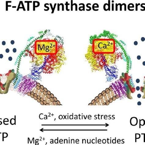 Ca 2 Competes With PTP Inhibitory Mg 2 And Is An Essential Permissive