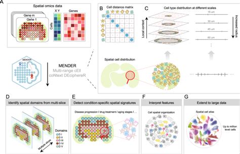 mender fast and scalable tissue structure identification in spatial omics data nature