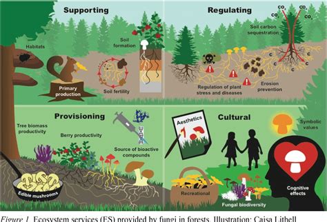 Mycology Classification Of Fungi Structure Advantages Disadvantages
