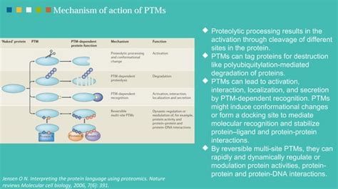 Brief Introduction Of Post Translational Modifications PTMs PPT