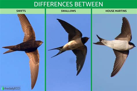 Difference Between Swift Swallow And Martin Swifts Vs Swallows Vs