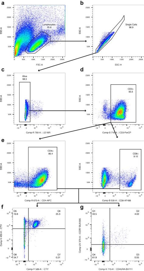 Figure S4 Flow Cytometry Gating Strategy For T Cell Proliferation And
